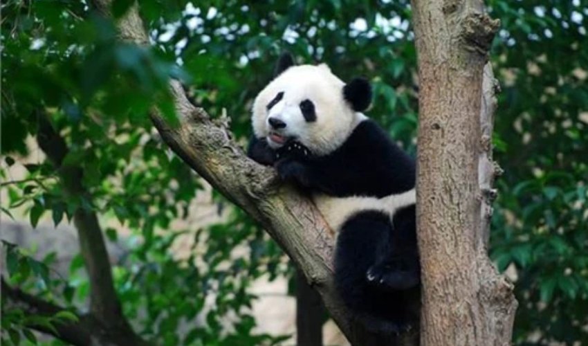 The Ultimate Transportation Guide to the Chengdu Panda Base: Metro ...