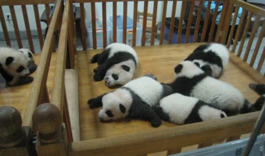 The Ultimate Transportation Guide to the Chengdu Panda Base: Metro ...